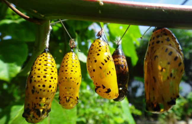Zanzibar Butterfly Tour - African & Beyond